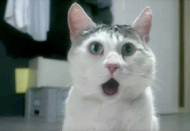OMG Cat Blank Meme Template - Imgflip OMG Cat Blank Meme Template - Imgflip