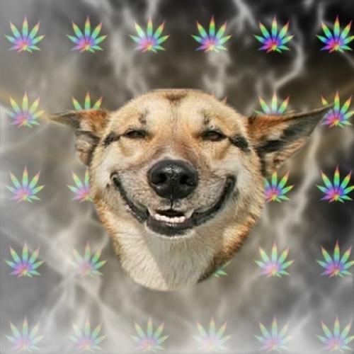 Stoner Dog Blank Meme Template Imgflip